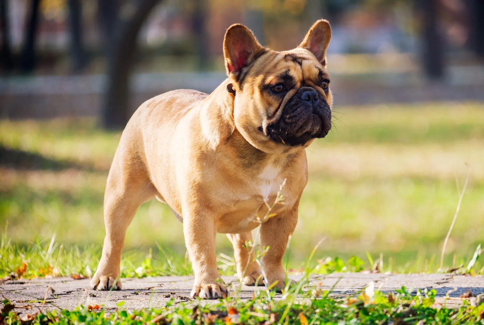 French Bulldog Puppies For Sale In Hong Kong Trusted Breeders In Hong French Bulldog Puppies For Sale In Hong Kong Trusted Breeders In Hong